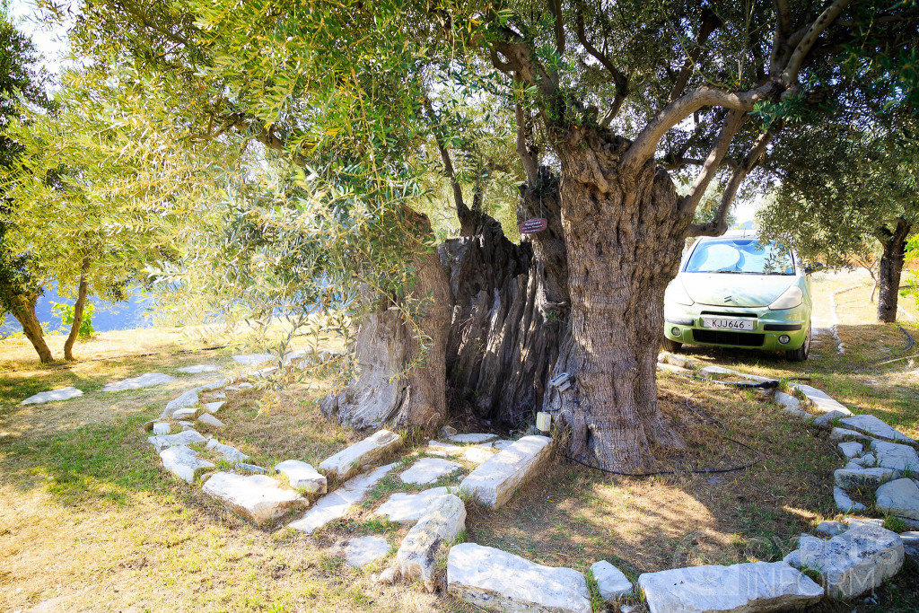 Terra Oliva: organic olive farm in Lefkara | Cyprus inform